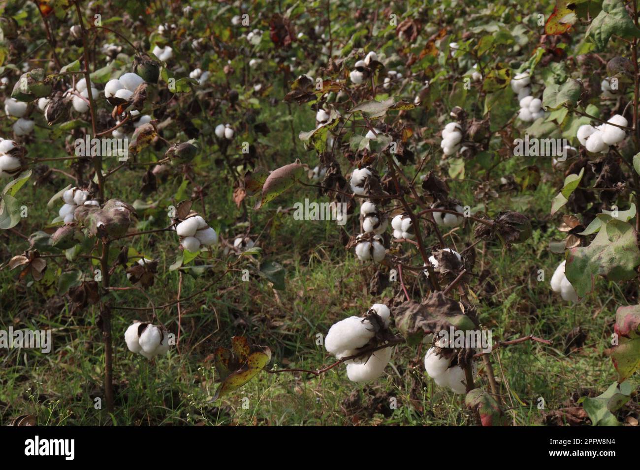 peruvian pima cotton on tree in farm for harvest are cash crops Stock ...
