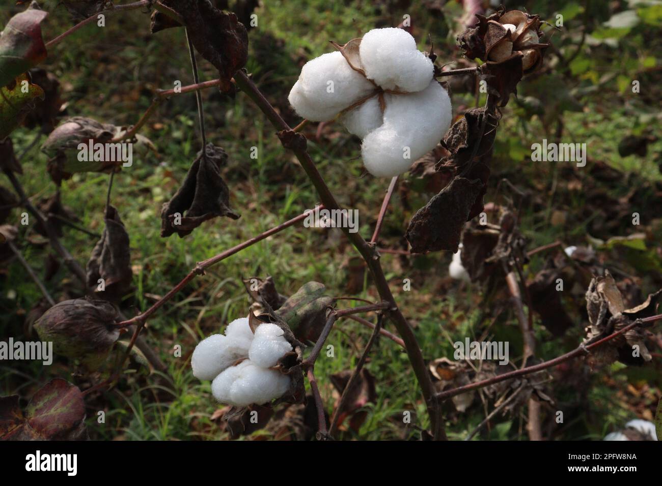 peruvian pima cotton on tree in farm for harvest are cash crops Stock ...