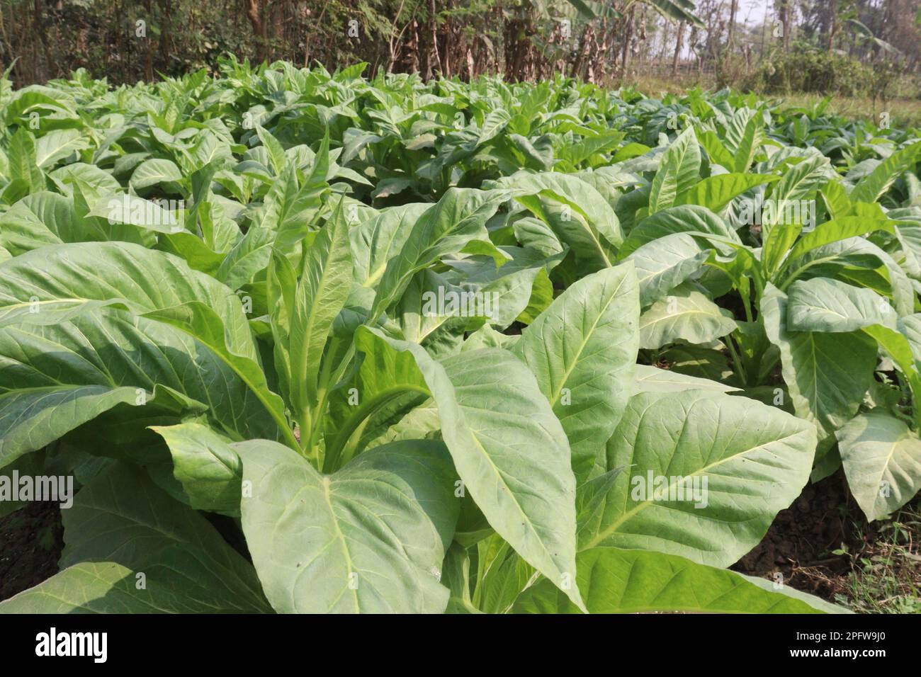Cash Crops Tobacco