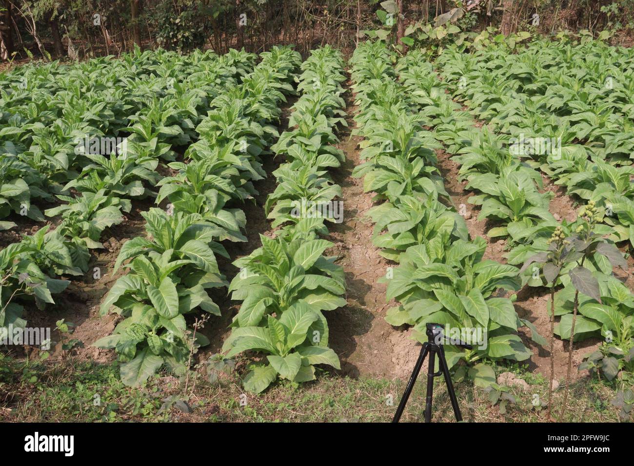 raw tobacco farm for making cigarette and harvest are cash crops Stock ...