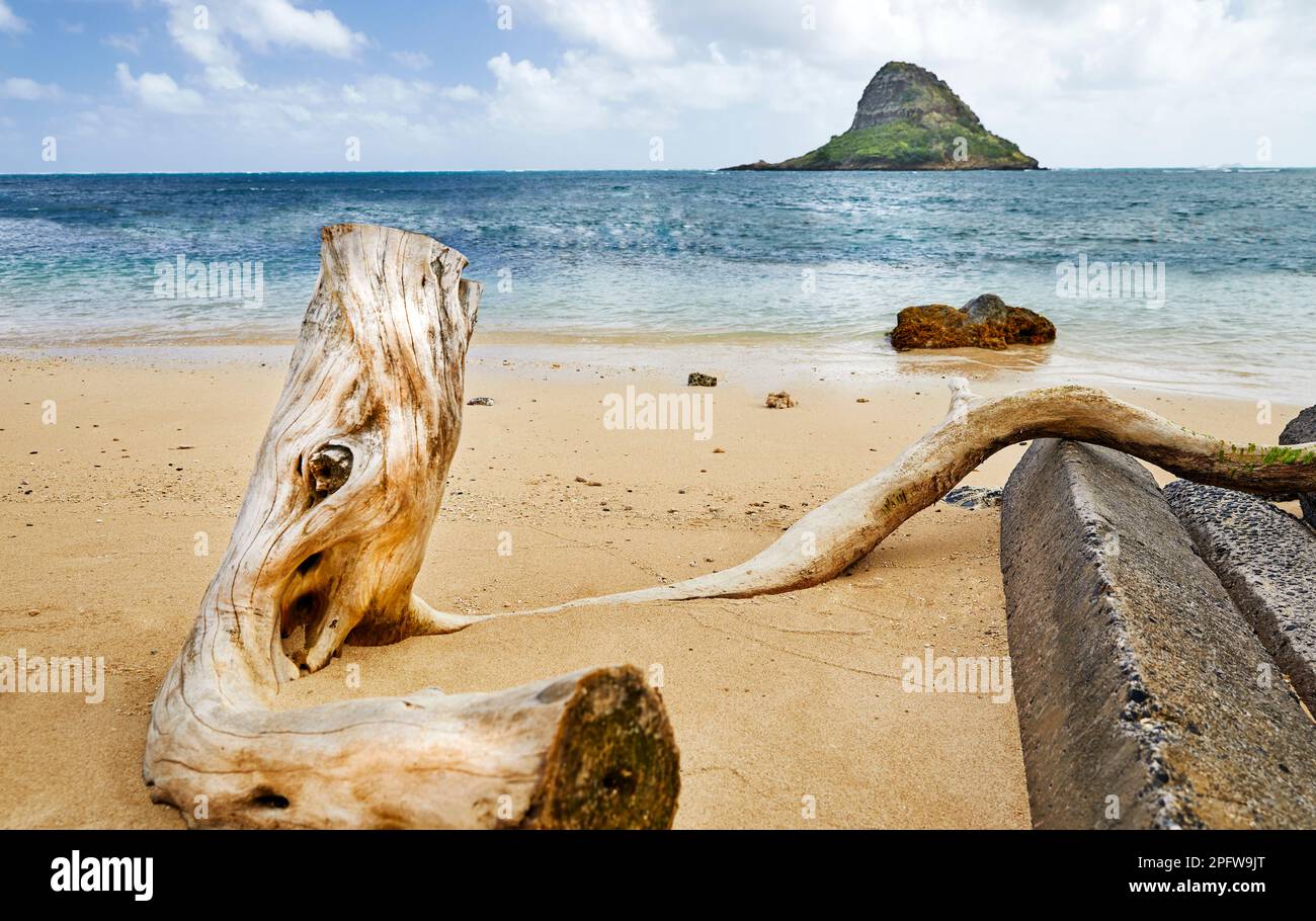 Bleached Tree Branch on the Beach with Chinaman's Hat island in the ...