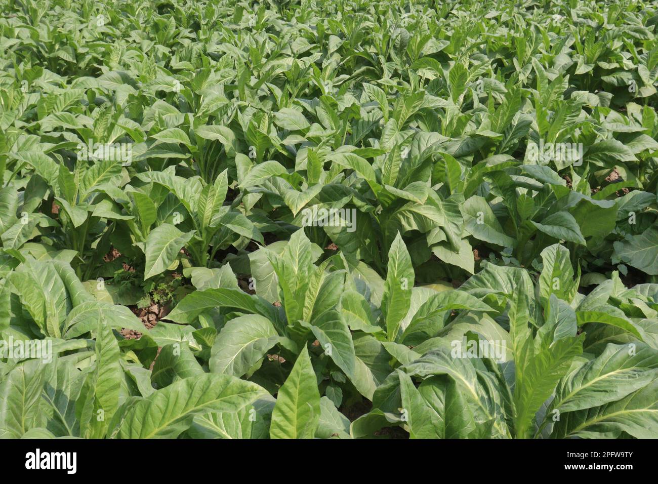 Cash Crops Tobacco