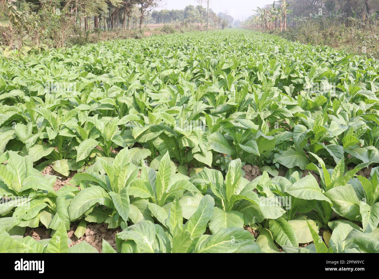 raw tobacco farm for making cigarette and harvest are cash crops Stock ...