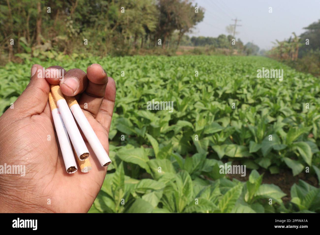 green colored tobacco farm with cigarette on hand for harvest are cash ...