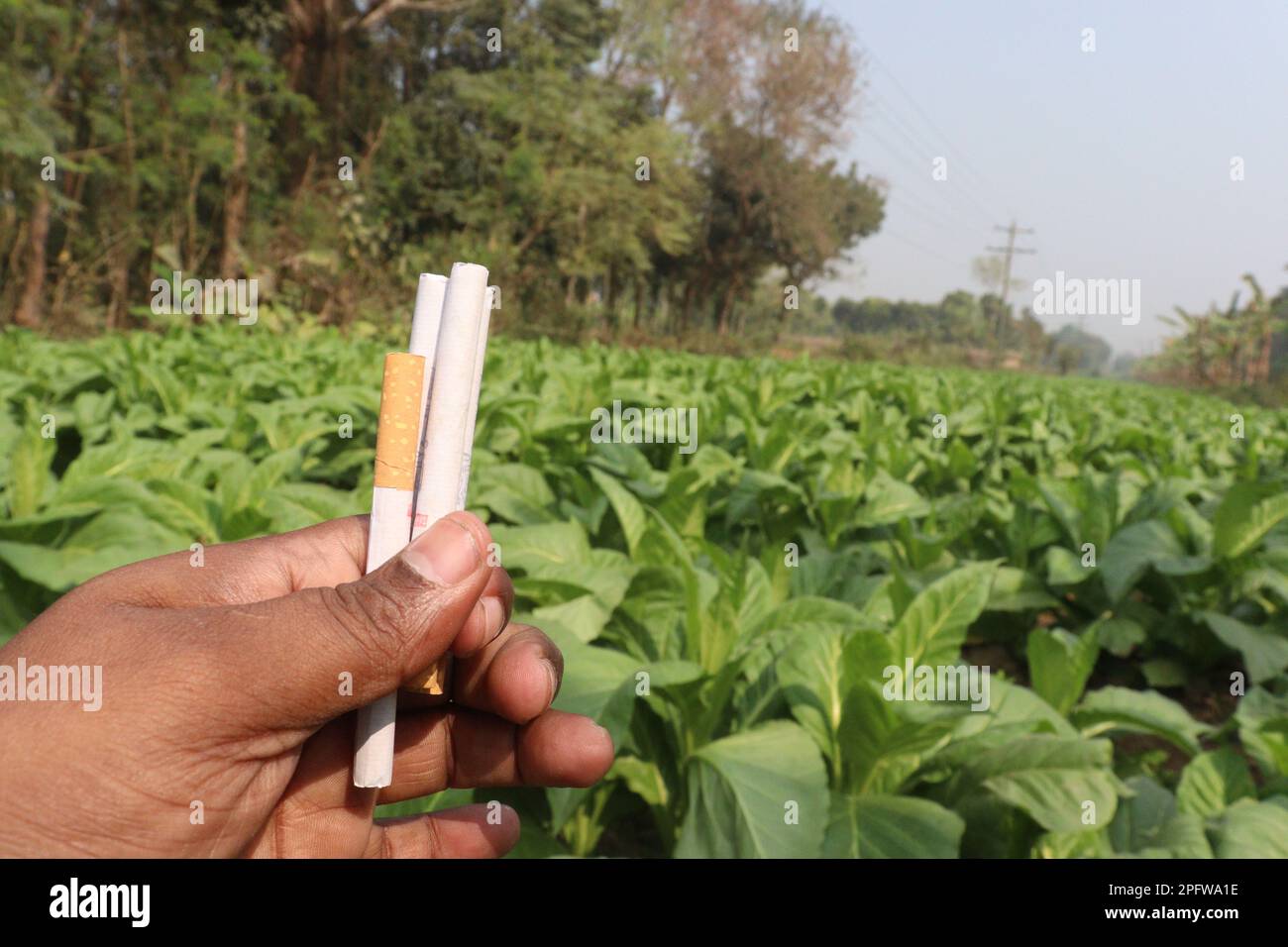 green colored tobacco farm with cigarette on hand for harvest are cash ...