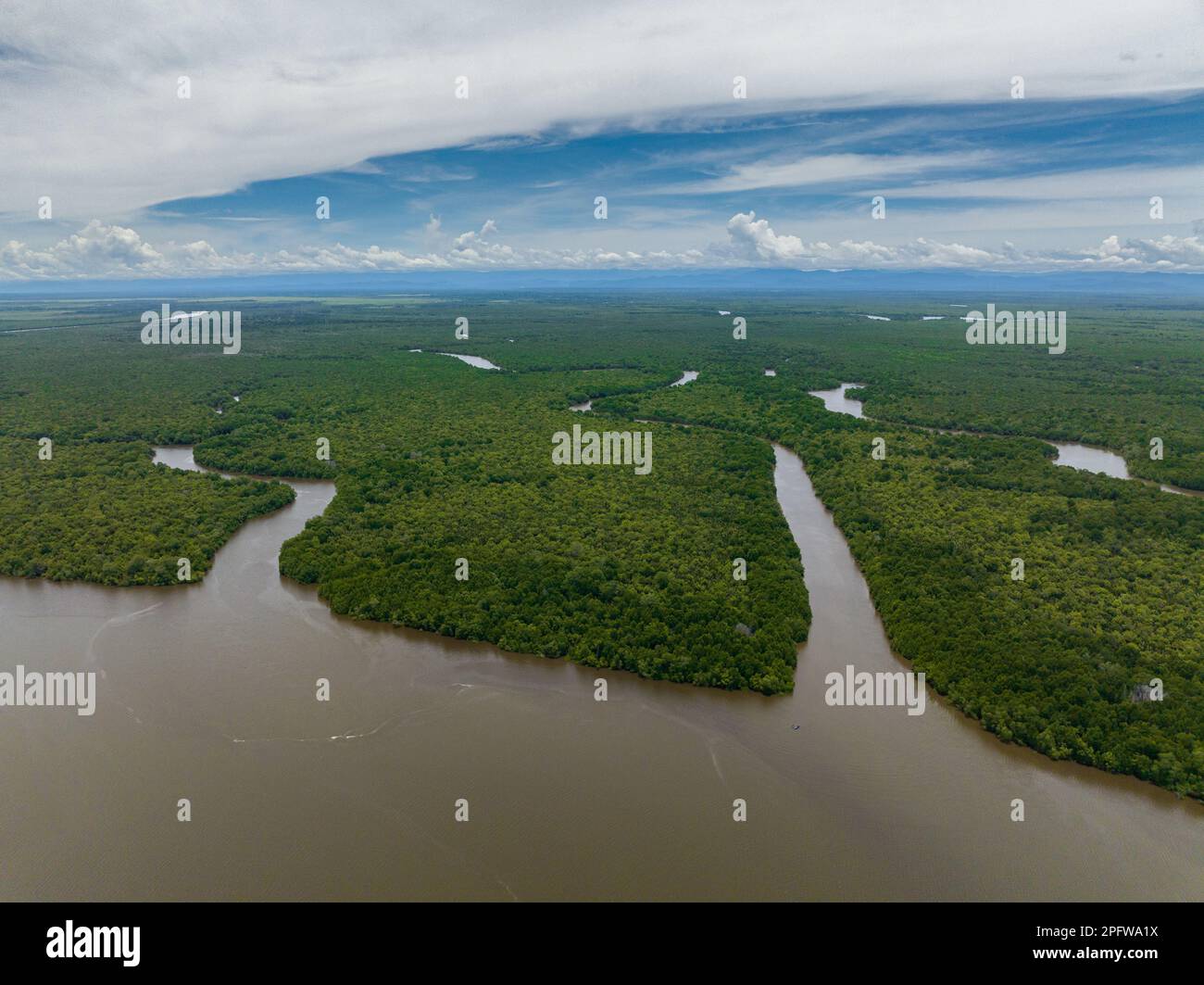 Aerial view of rainforest and jungle in swamps and wetlands. Menumbok ...