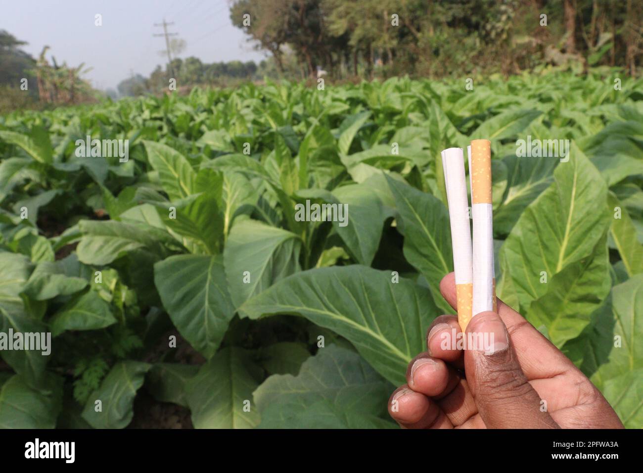 green colored tobacco farm with cigarette on hand for harvest are cash ...