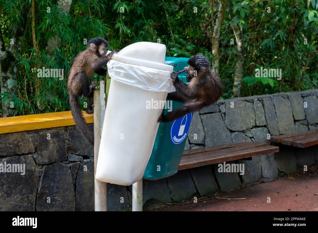Two black capuchin monkey (Sapajus nigritus) trying to open a white ...