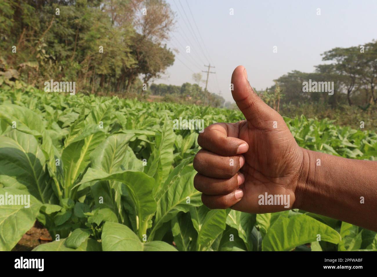 Tobacco intake hi-res stock photography and images - Alamy
