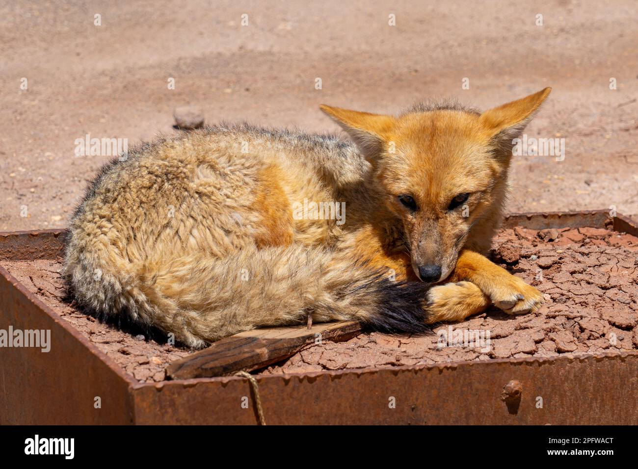 A culpeo fox at the valley of the Moon, Chile Stock Photo - Alamy