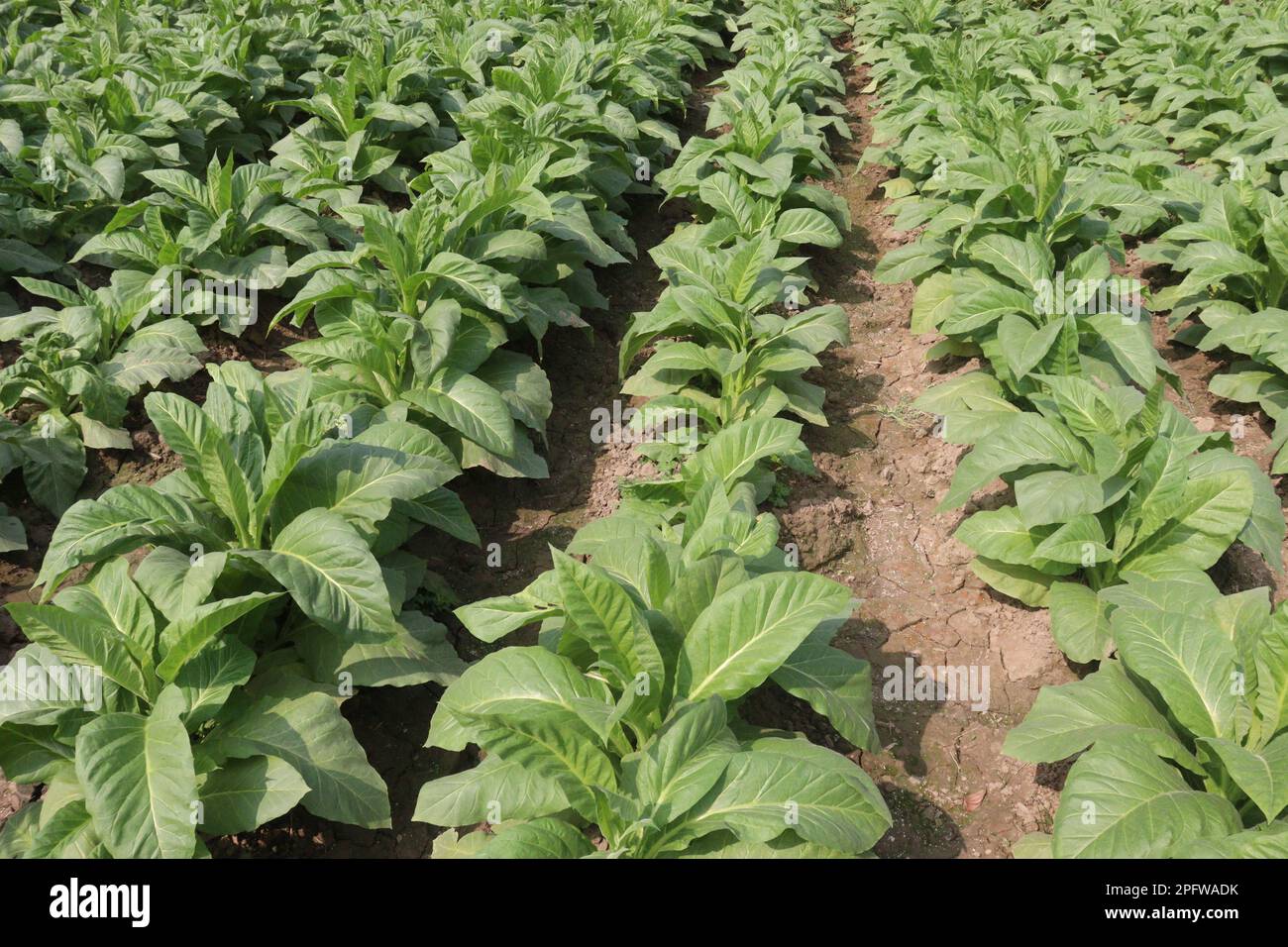 raw tobacco farm for making cigarette and harvest are cash crops Stock ...