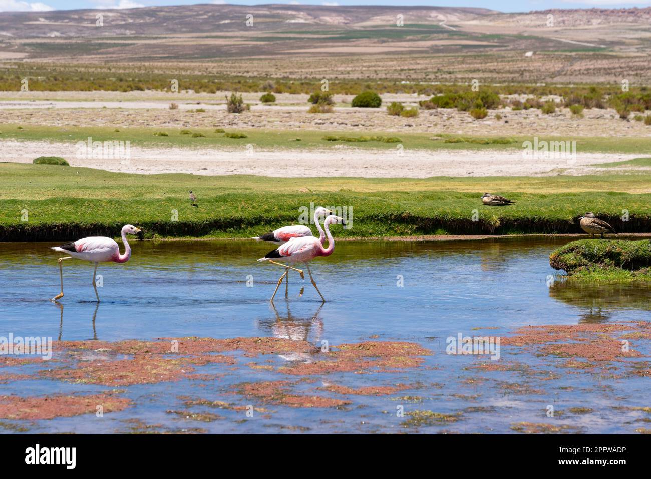 Three Anande flamingos walking in the shallow water of a red color ...