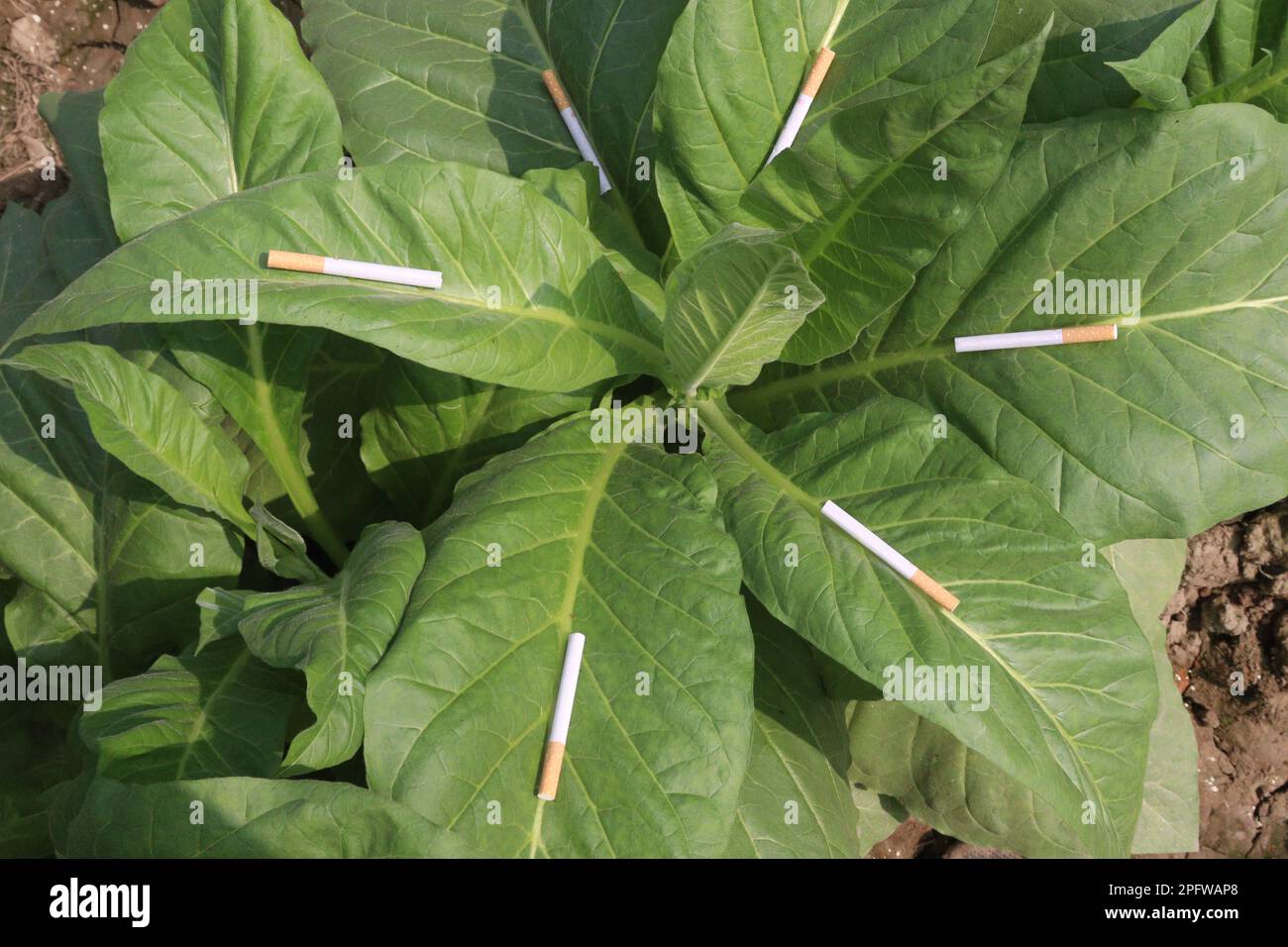 raw tobacco leaf with cigarette on farm for harvest are cash crops ...