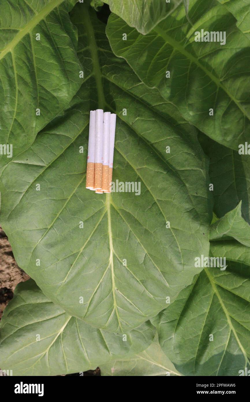 raw tobacco leaf with cigarette on farm for harvest are cash crops ...