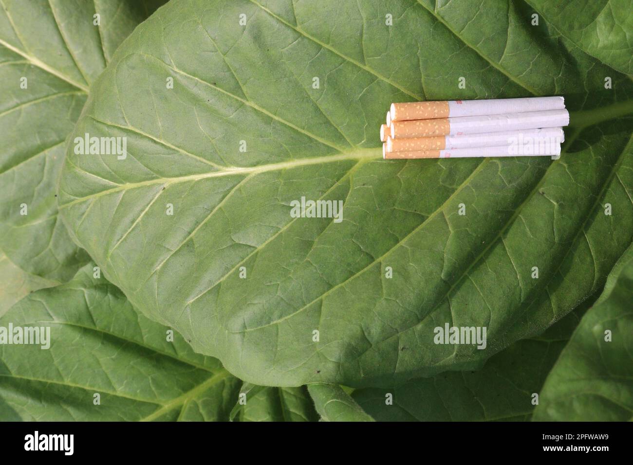 raw tobacco leaf with cigarette on farm for harvest are cash crops ...