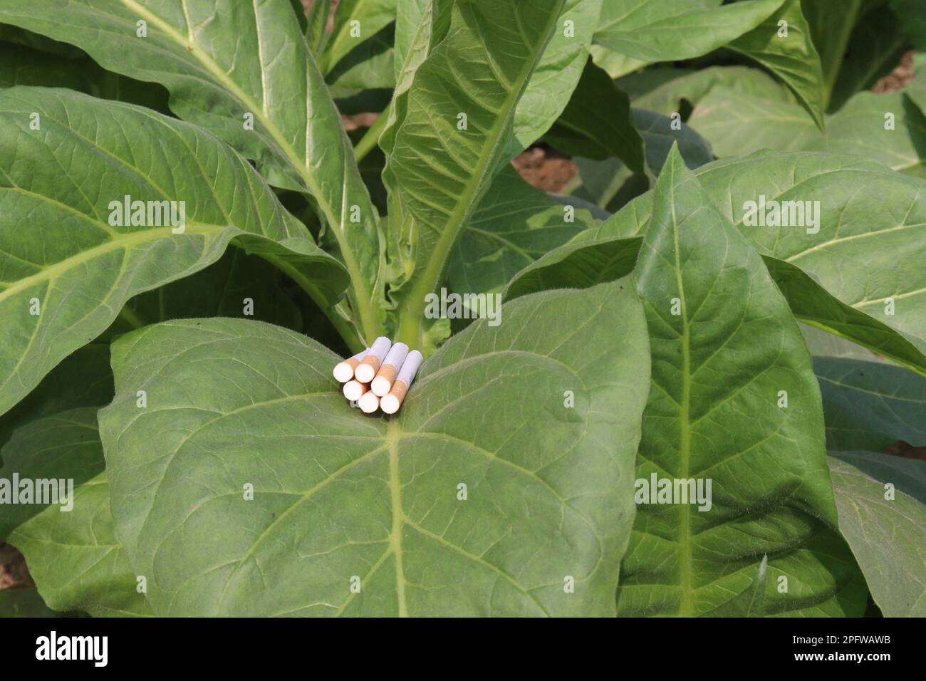 raw tobacco leaf with cigarette on farm for harvest are cash crops ...