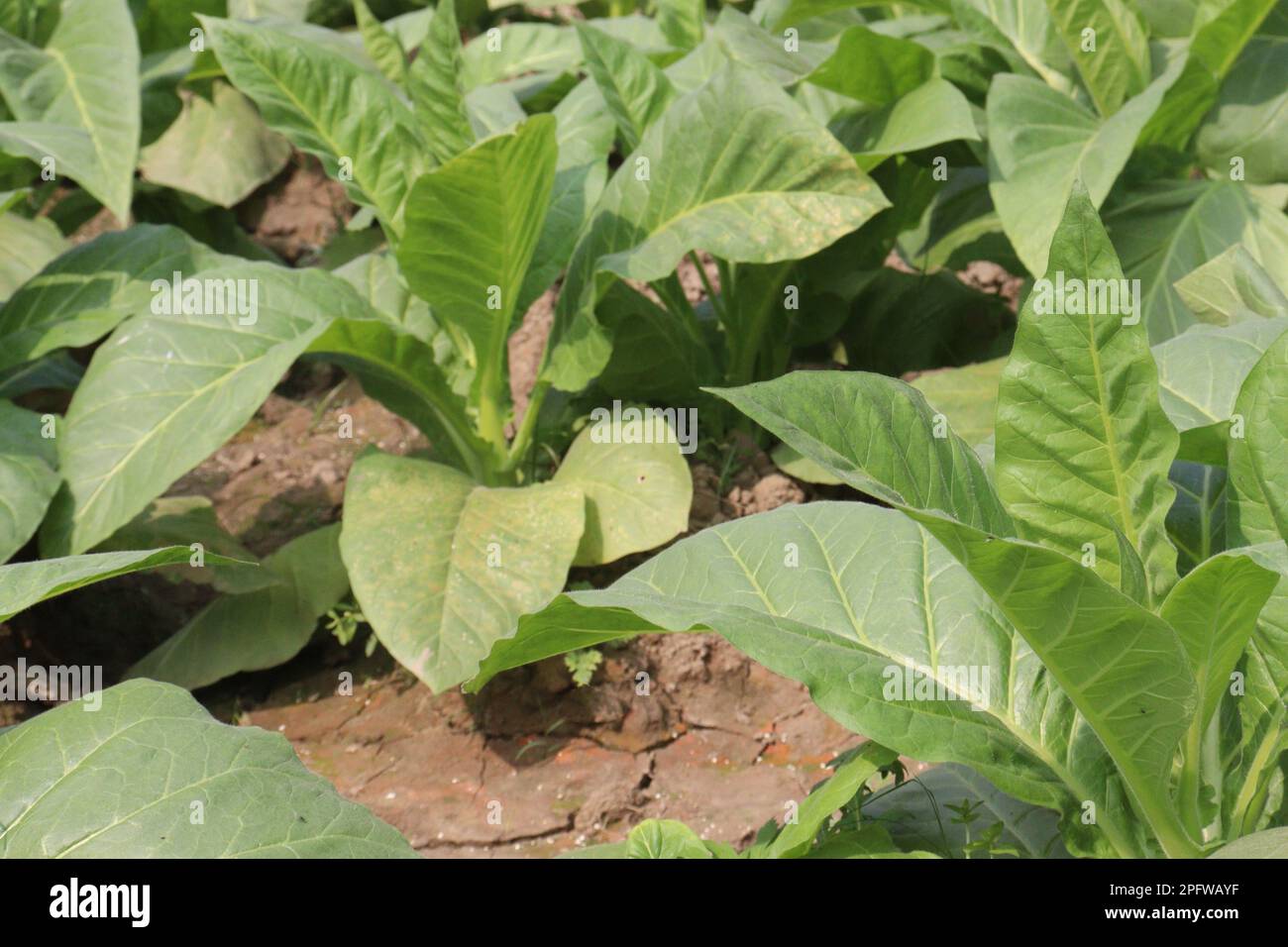 raw tobacco farm for making cigarette and harvest are cash crops Stock ...
