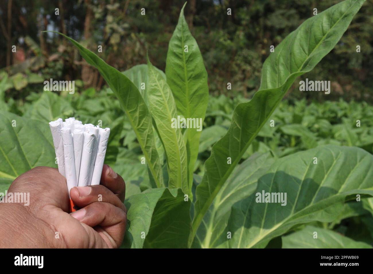green colored tobacco farm with cigarette on hand for harvest are cash ...