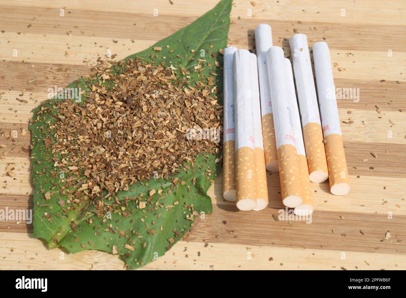 raw tobacco leaf with cigarette on farm for harvest are cash crops ...