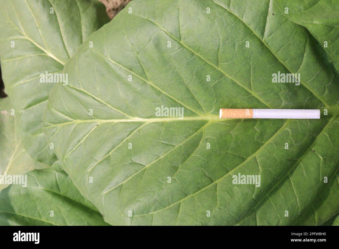 raw tobacco leaf with cigarette on farm for harvest are cash crops ...