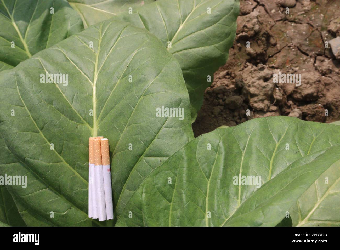 raw tobacco leaf with cigarette on farm for harvest are cash crops ...