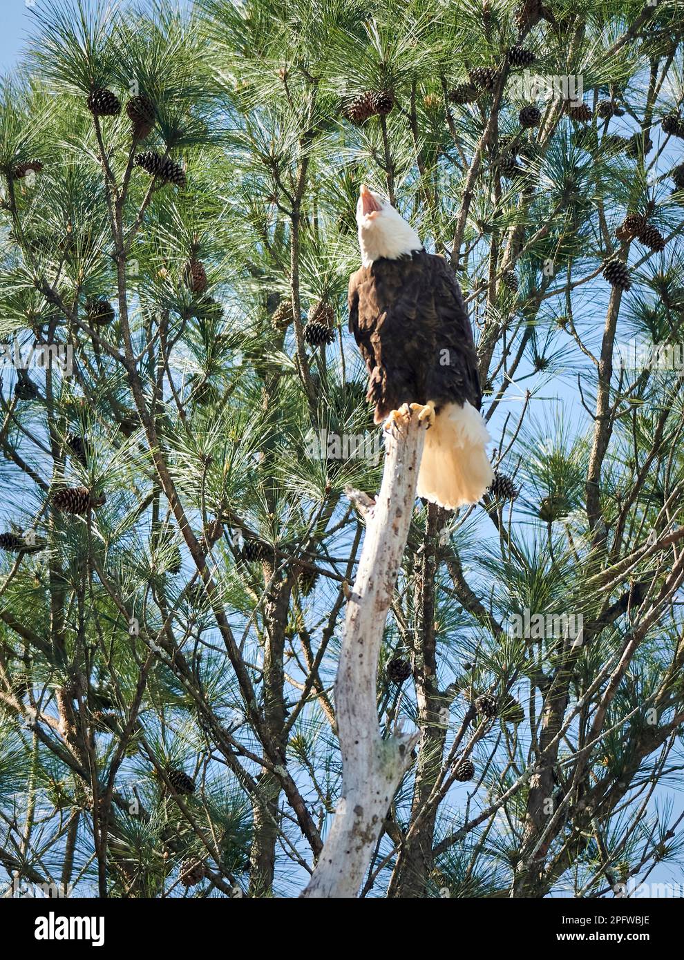 A Bald Eagle perched on a dead tree, lets outa loud scream on a ...