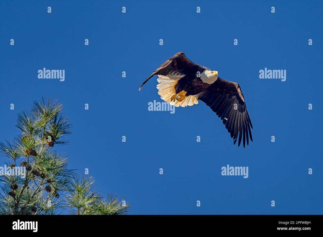 Bald eagle bird fly flight raptor hunter symbol endangered hi-res stock ...