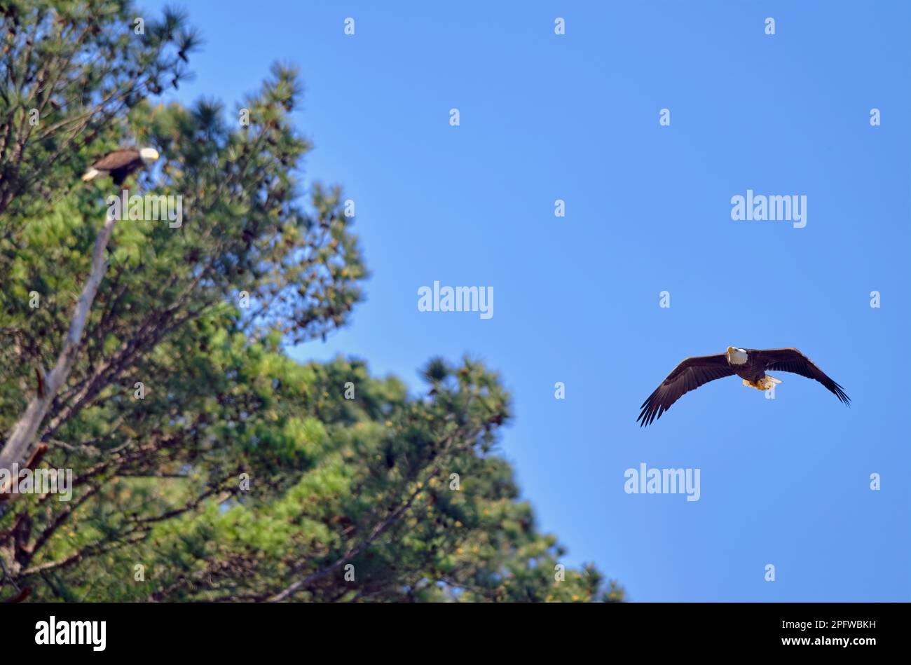 Majestic bald eagle flying left hi-res stock photography and images - Alamy