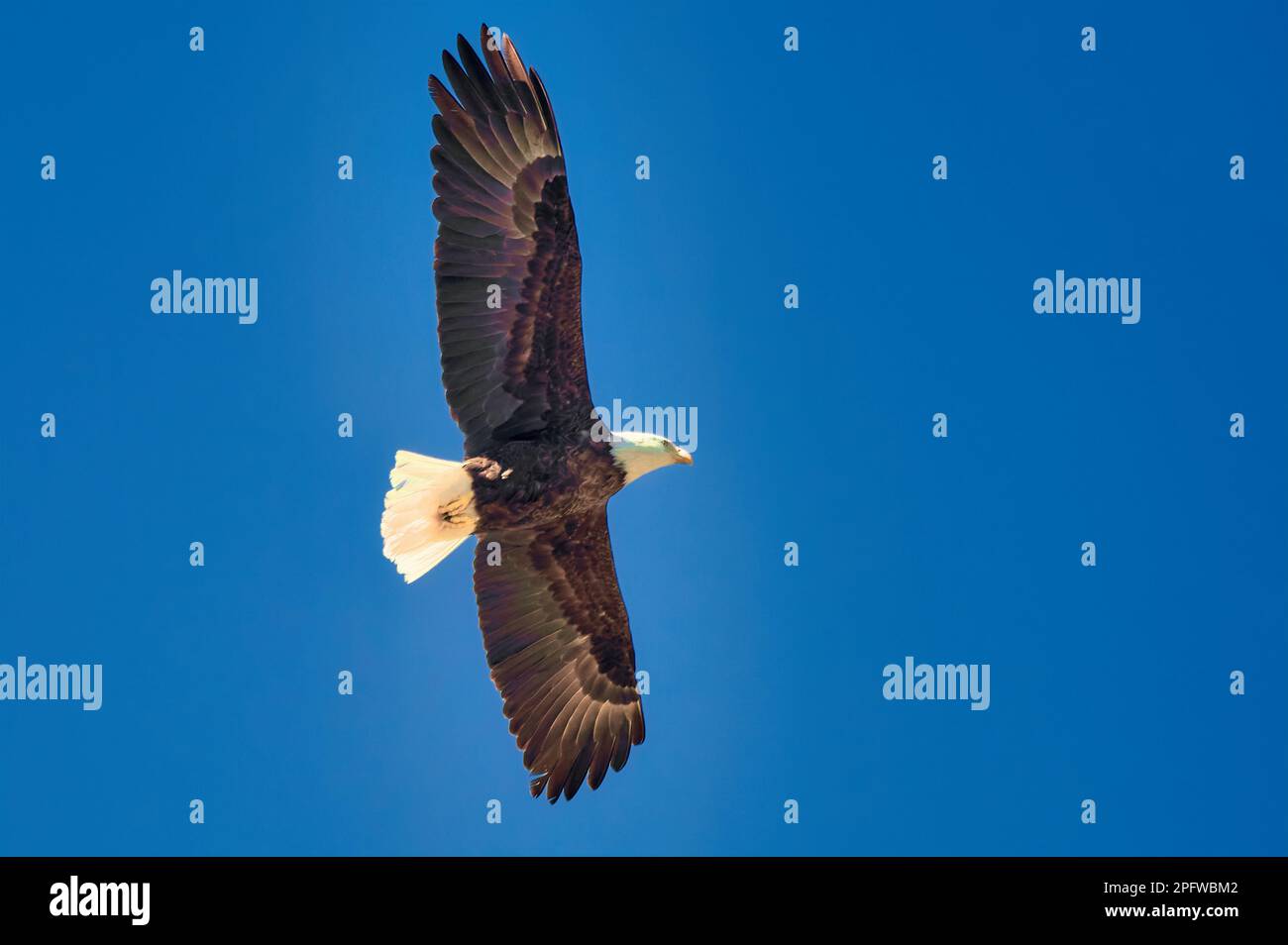 Bald eagle bird fly flight raptor hunter symbol endangered hi-res stock photography and images ...