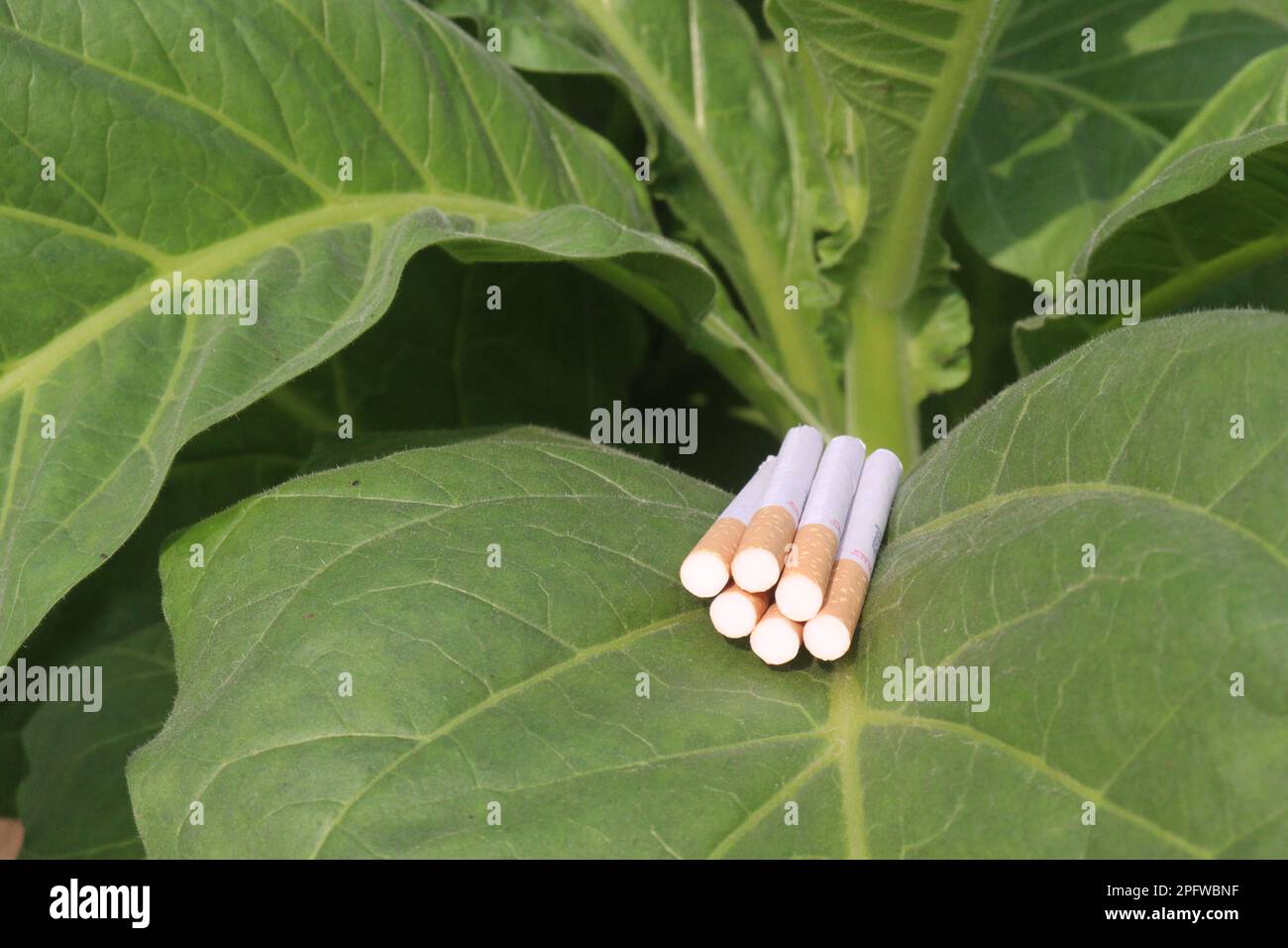 raw tobacco leaf with cigarette on farm for harvest are cash crops ...