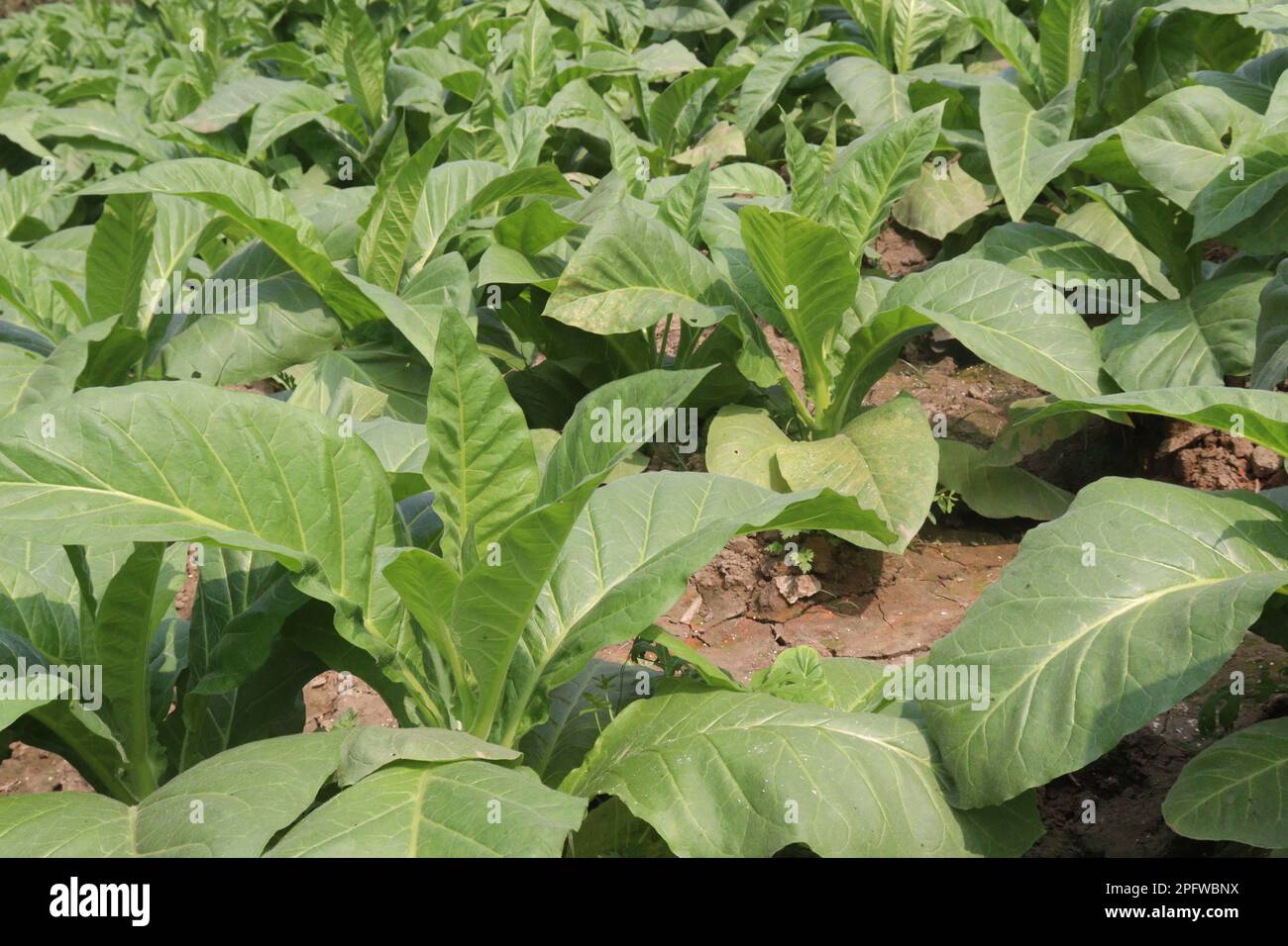 raw tobacco farm for making cigarette and harvest are cash crops Stock ...