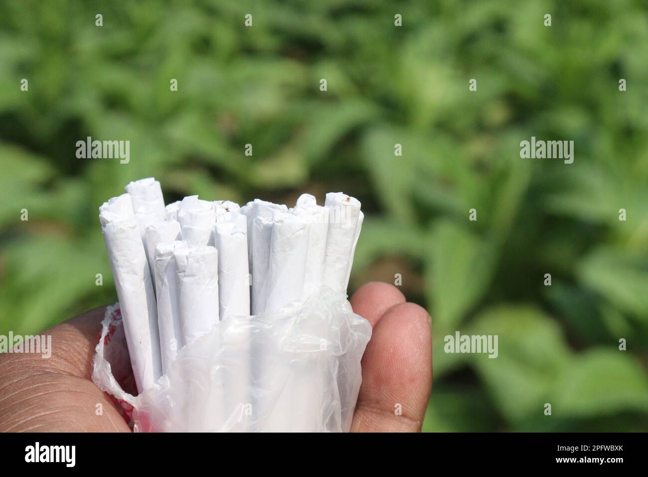 green colored tobacco farm with cigarette on hand for harvest are cash ...