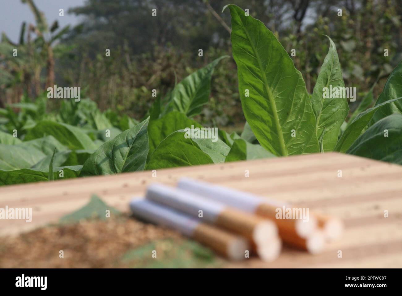 raw tobacco leaf with cigarette on farm for harvest are cash crops ...