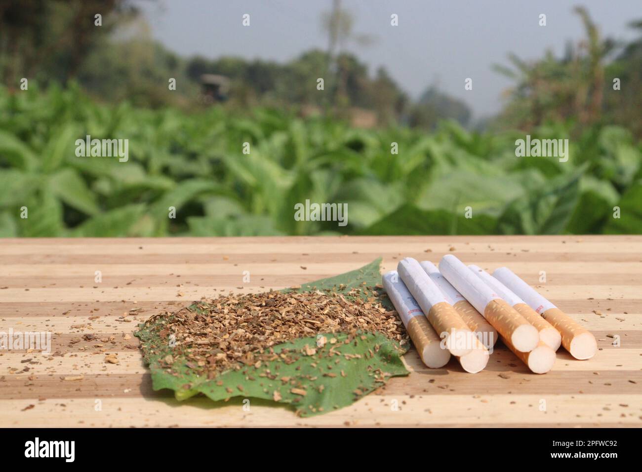 raw tobacco leaf with cigarette on farm for harvest are cash crops ...