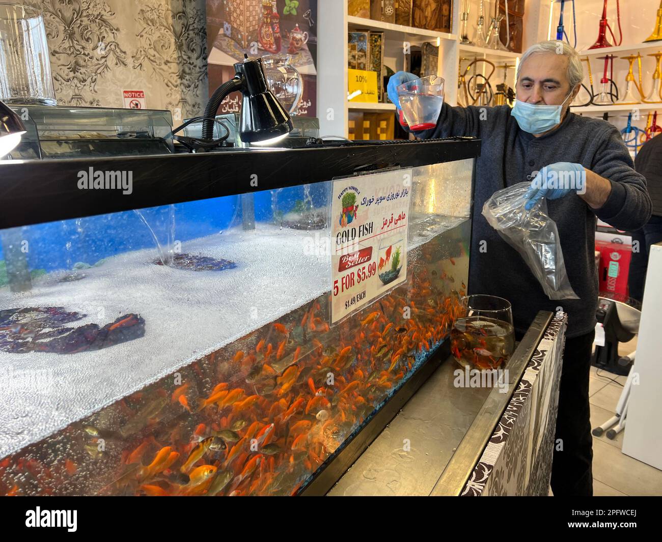 Iranians purchase goldfish at a shop during Nevruz celebrations in ...