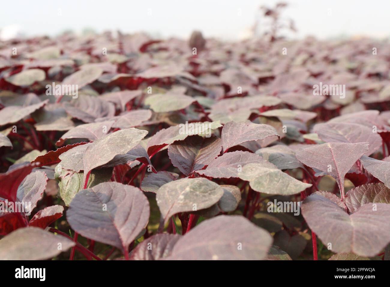 red colored fresh tasty and healthy spinach farm for harvest are cash ...