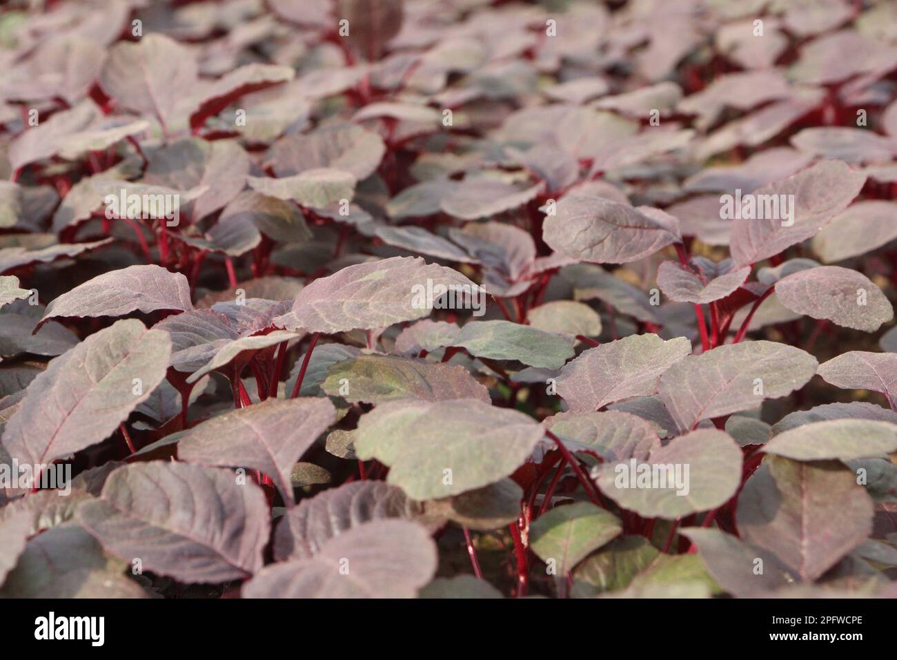 red colored fresh tasty and healthy spinach farm for harvest are cash ...