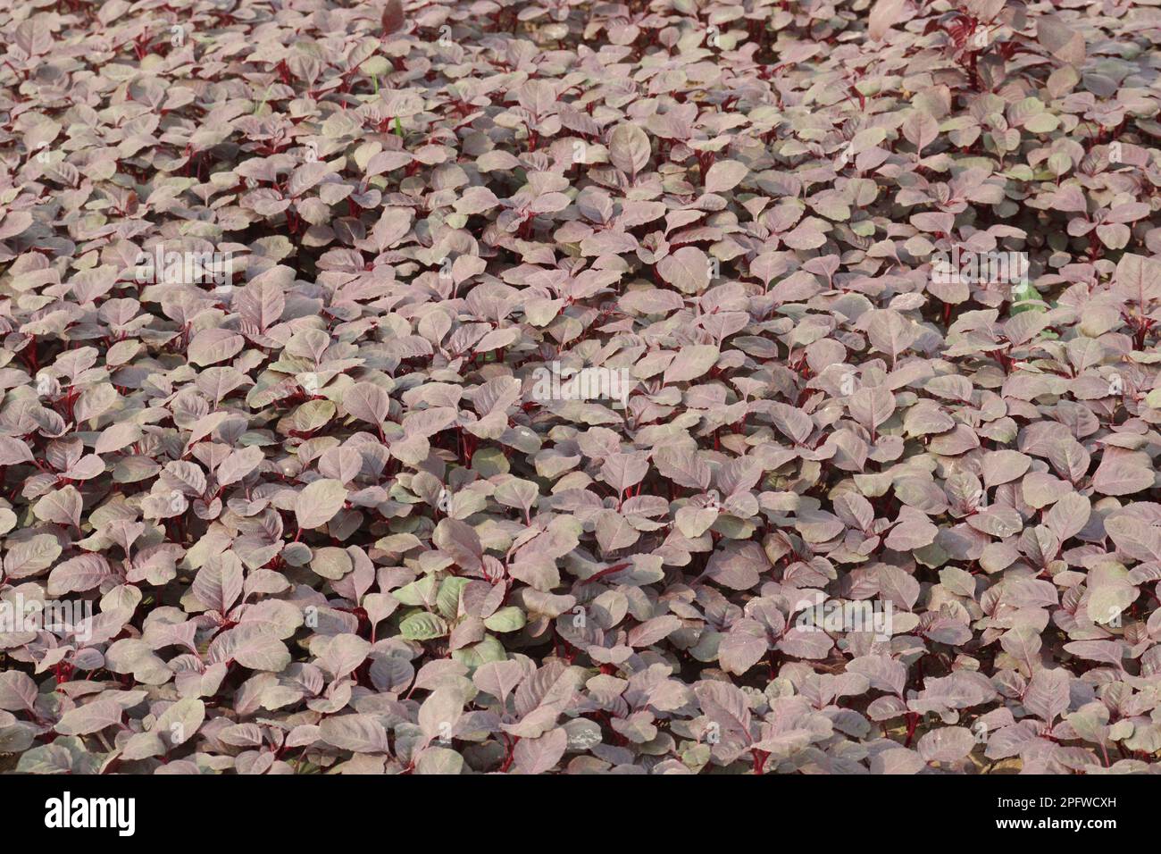 red colored fresh tasty and healthy spinach farm for harvest are cash ...