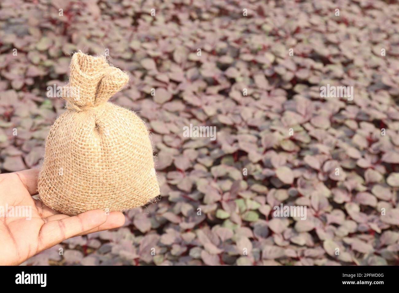 money bag on hand with red colored spinach farm for growing financial ...