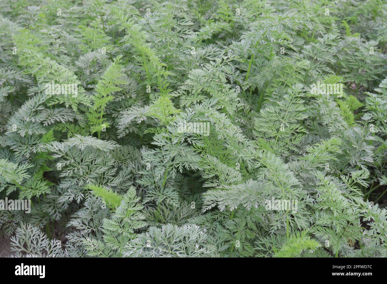 green colored carrot tree farm for harvest are cash crops Stock Photo ...