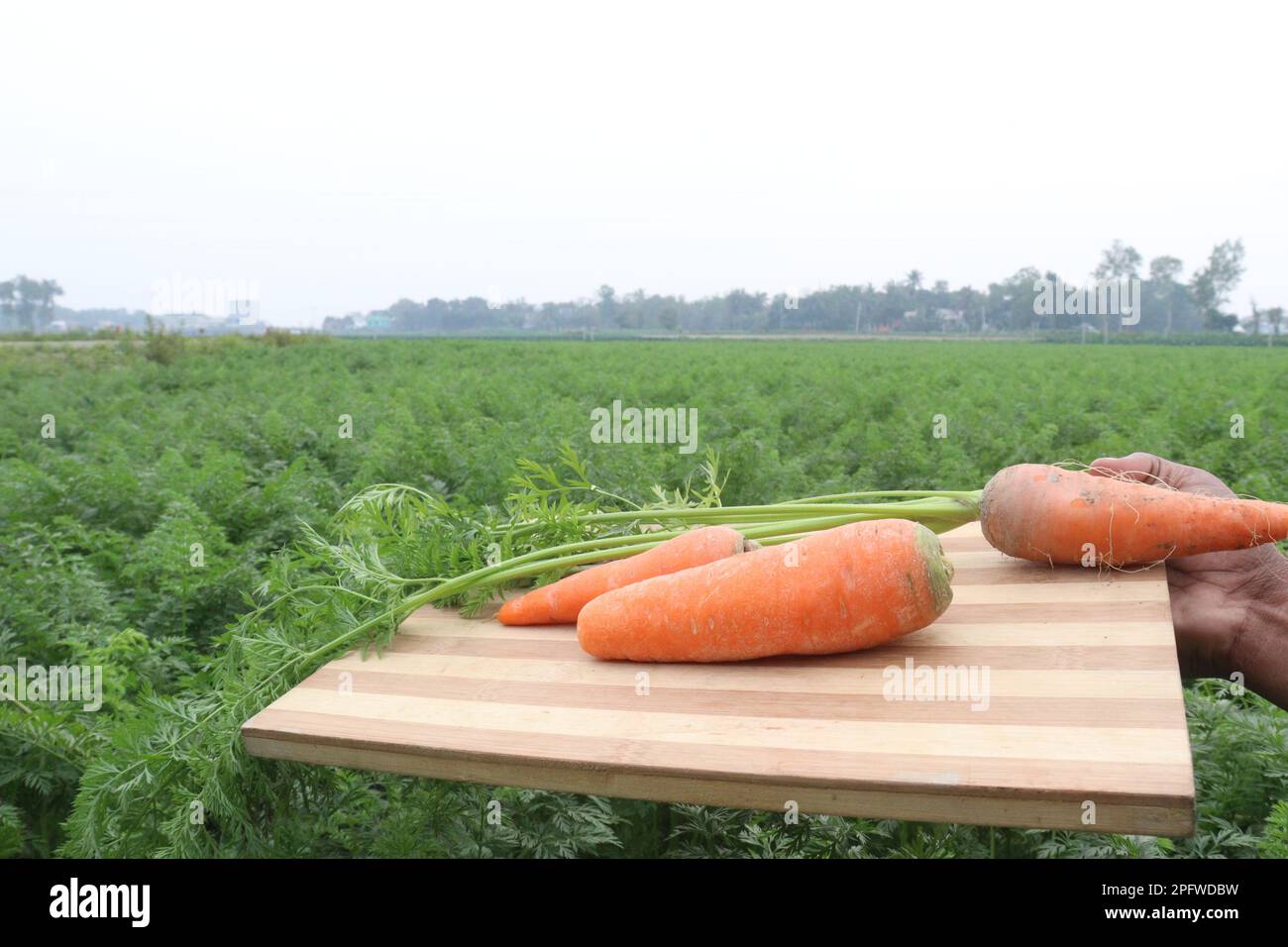 tasty and healthy fresh carrot with tree on farm for harvest are cash ...