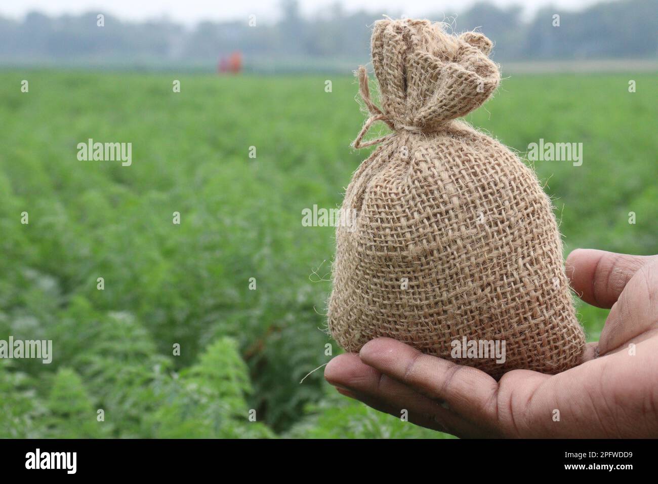 carrot farm for harvest are cash crops with money bag on hand Stock ...