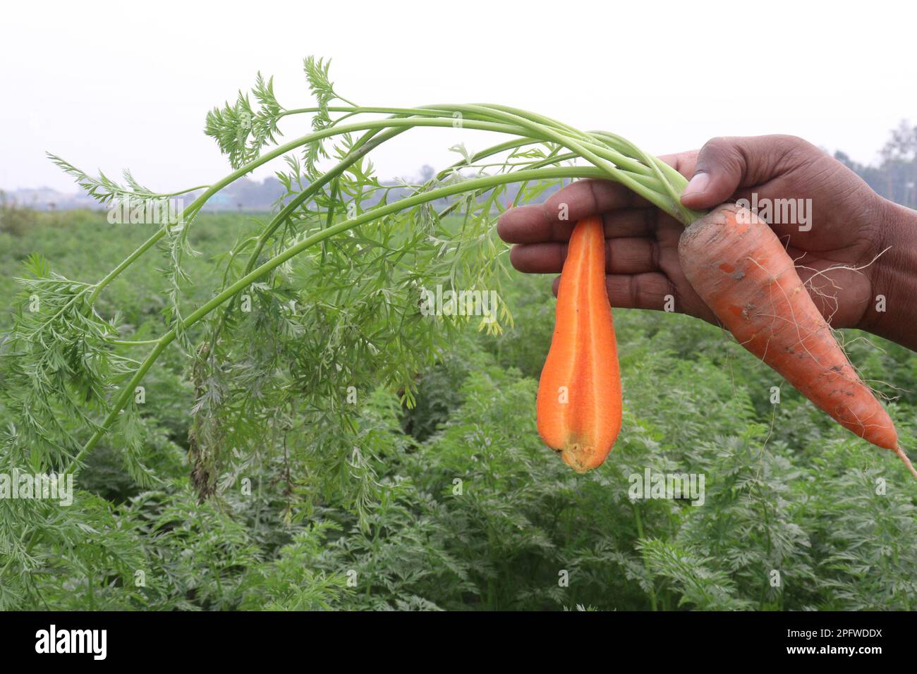 tasty and healthy fresh carrot with tree on farm for harvest are cash ...