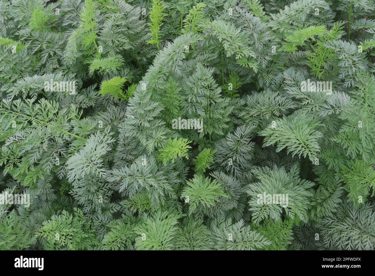 green colored carrot tree farm for harvest are cash crops Stock Photo ...