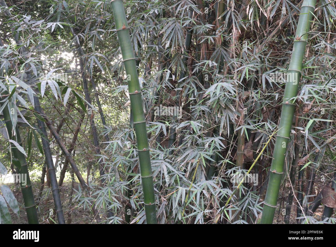 green colored bamboo farm for harvest are cash crops Stock Photo - Alamy