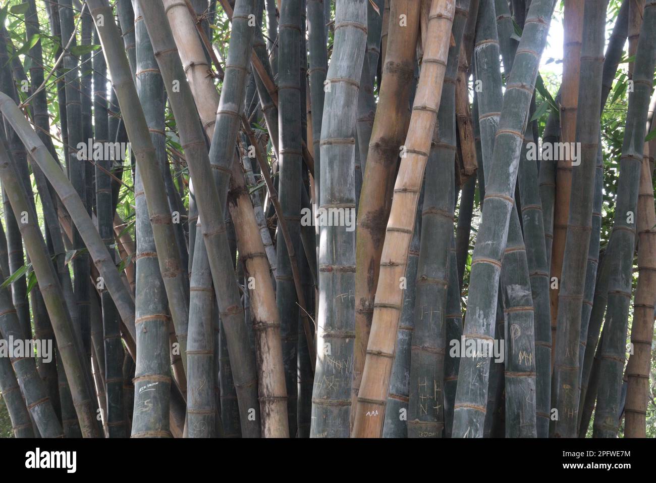 green colored bamboo farm for harvest are cash crops Stock Photo - Alamy