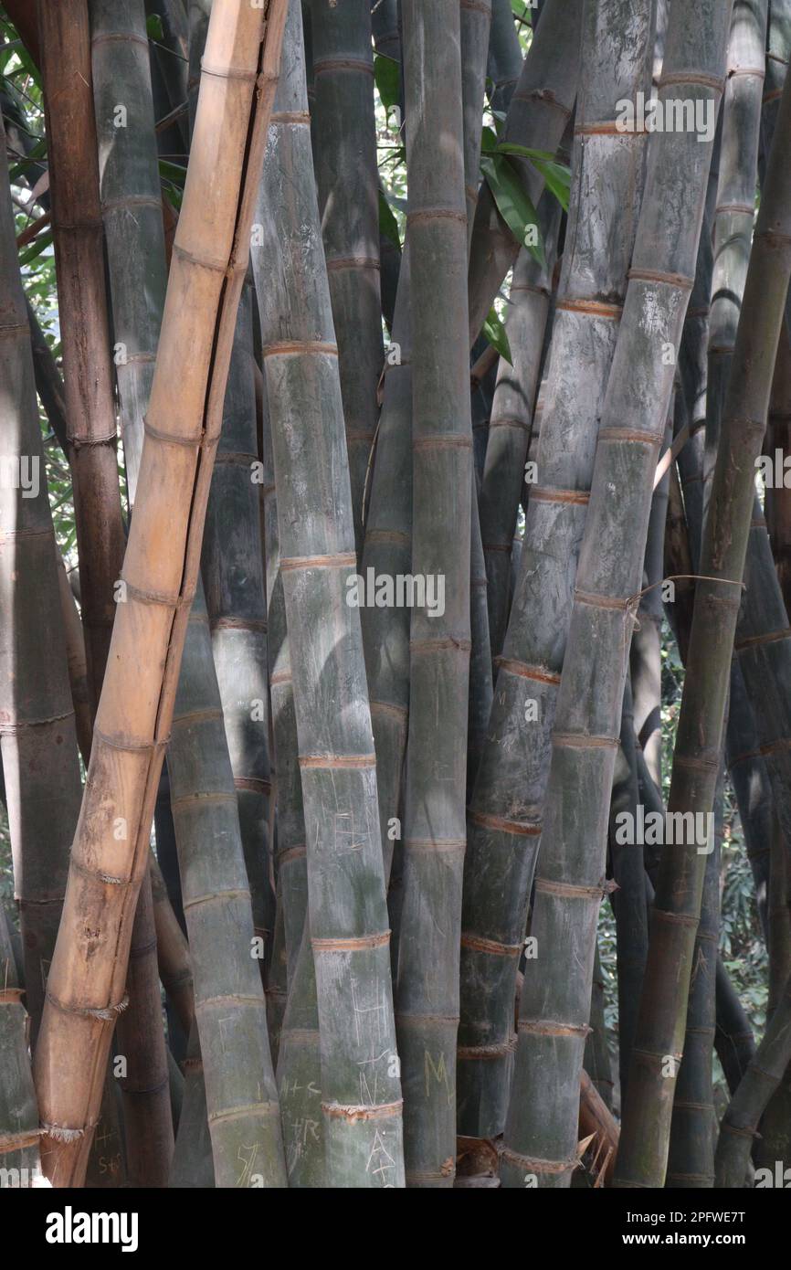 green colored bamboo farm for harvest are cash crops Stock Photo - Alamy