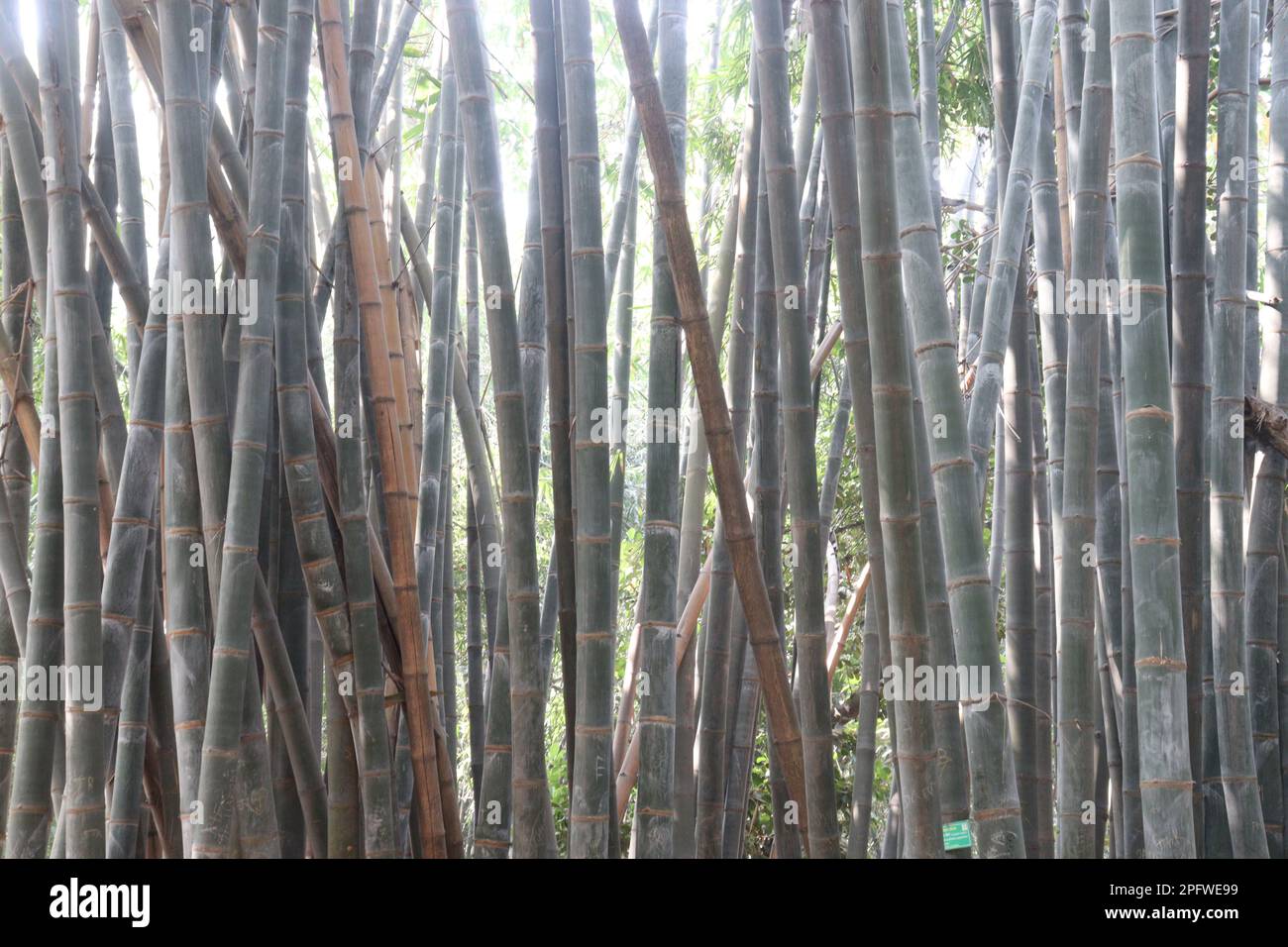 green colored bamboo farm for harvest are cash crops Stock Photo - Alamy