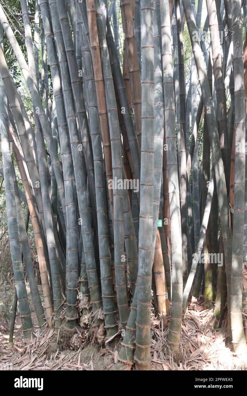 green colored bamboo farm for harvest are cash crops Stock Photo - Alamy