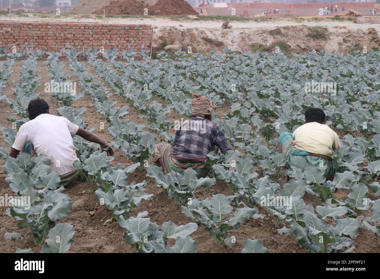 green colored fresh raw broccoli farm with farmer for harvest are cash ...